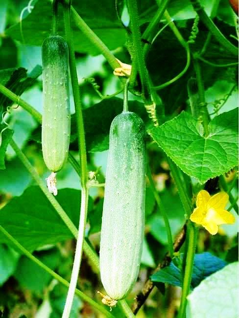 Mudahnya Tanam Timun Hanya Ikut Langkah Ini - IMPIANA