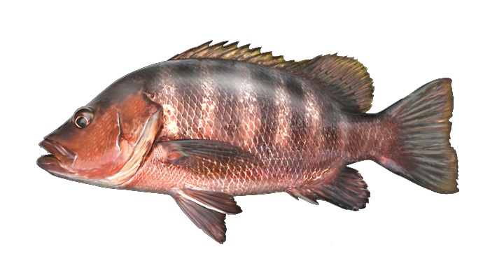 Info Spesies - Kenali Ikan Tembaring - Umpan