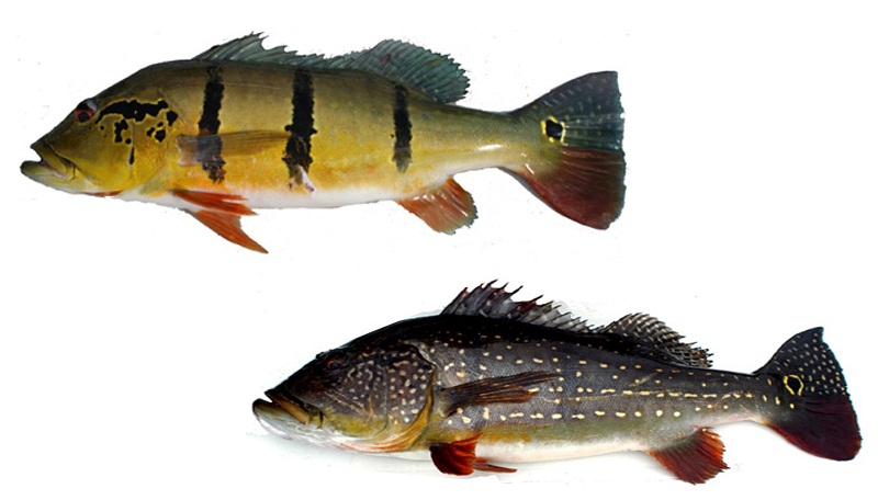 Info Spesies - Cichla Temensis Raja Peacock Bass - Umpan