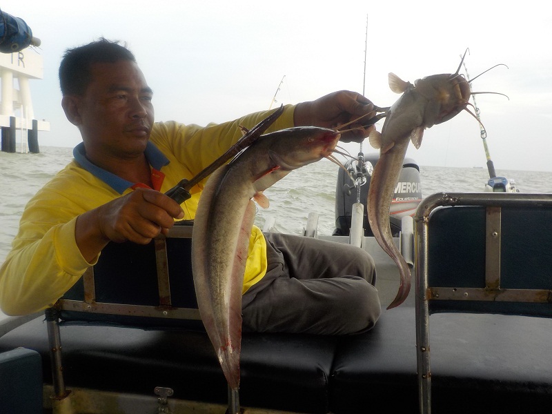 Apa beza ikan sembilang dan gemang?* - Umpan