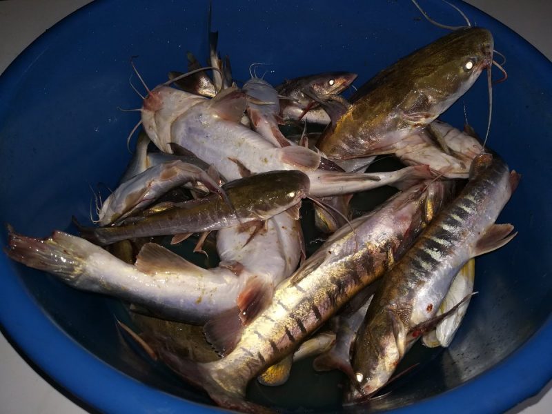 Wacana: Ikan belukang... ikan tahap longkang? - Umpan