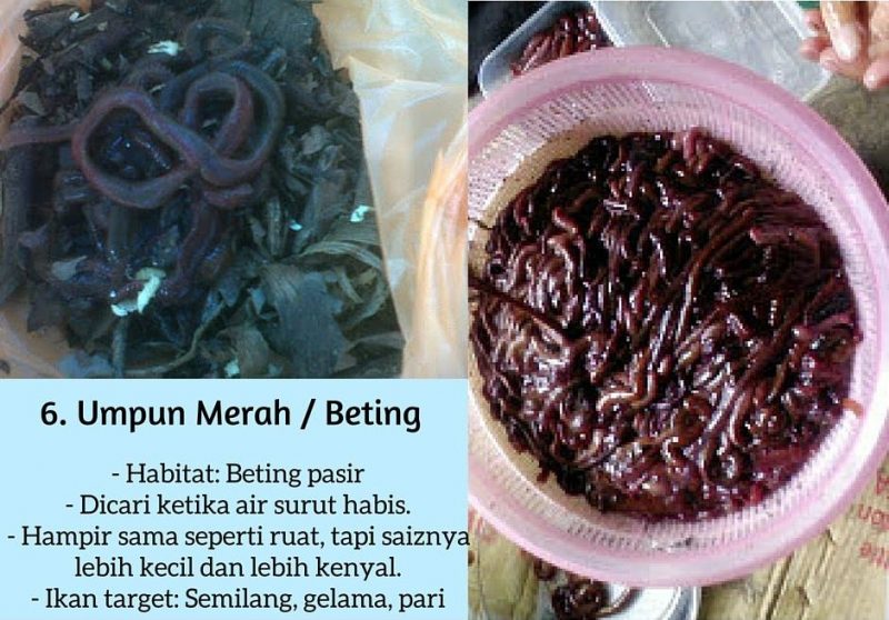 Info Spesies - Kenali Jenis Umpun-Umpun - Umpan