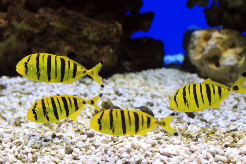 Info Spesies : Kenali Ikan Gerong Belang - Umpan