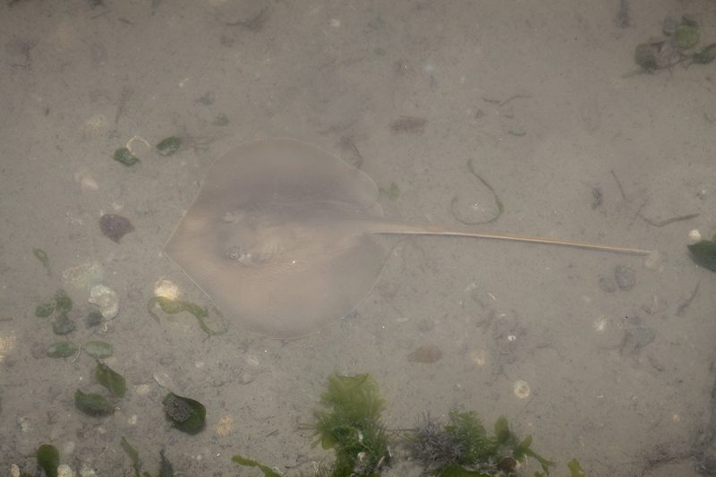 20 Spesies Ikan Berduri & Bersengat (Bahagian 1/2) - Umpan