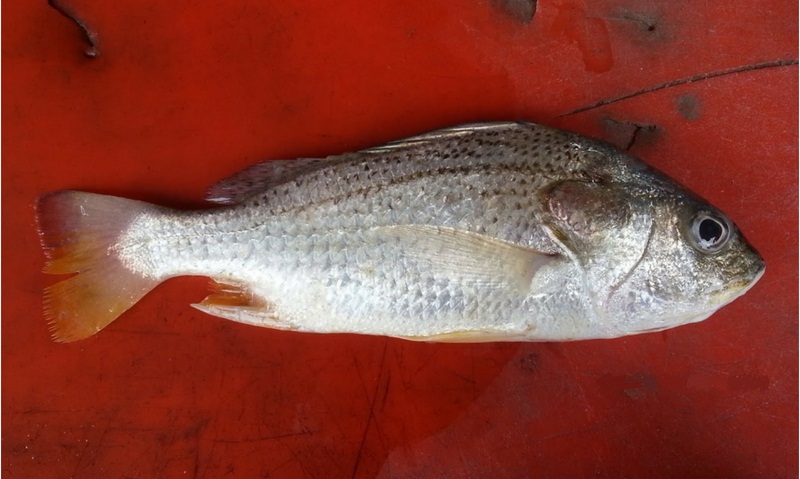Info Spesies : Kenali Ikan Tebal Pipi - Umpan