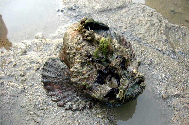 KENALI SPESIES IKAN BERSENGAT - Umpan