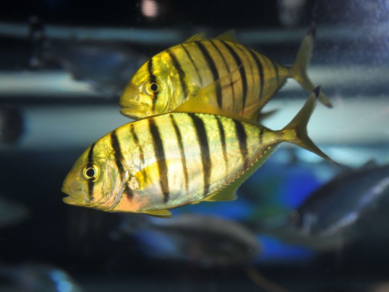 Info Spesies : Kenali Ikan Gerong Belang - Umpan