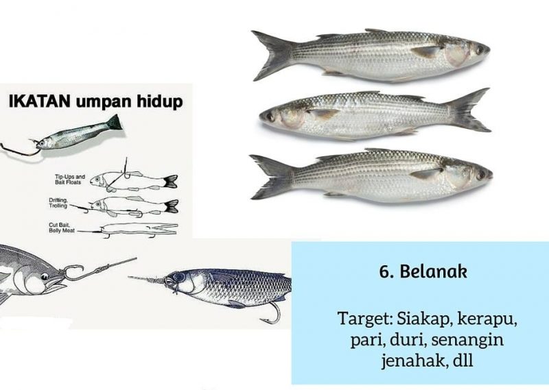 20 Jenis Umpan & Ikan Sasaran - Umpan