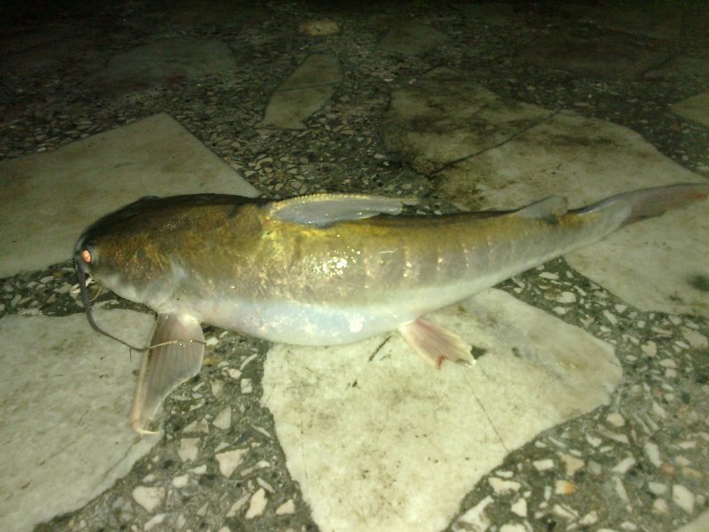 Wacana: Ikan belukang... ikan tahap longkang? - Umpan