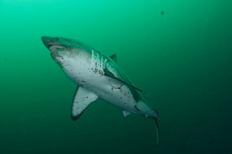 10 Spesies Ikan Yu Yang Menakjubkan © - Umpan