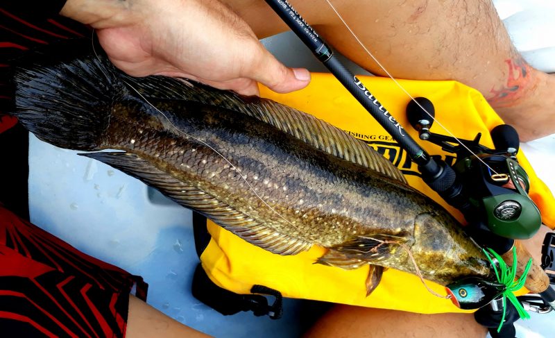 Info Spesies: 9 Fakta Menarik Ikan Bujuk - Umpan