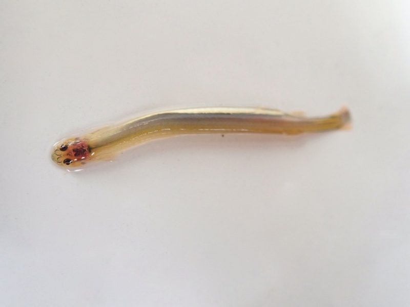 Info Spesies : Kenali Ikan Candiru Si Parasit - Umpan