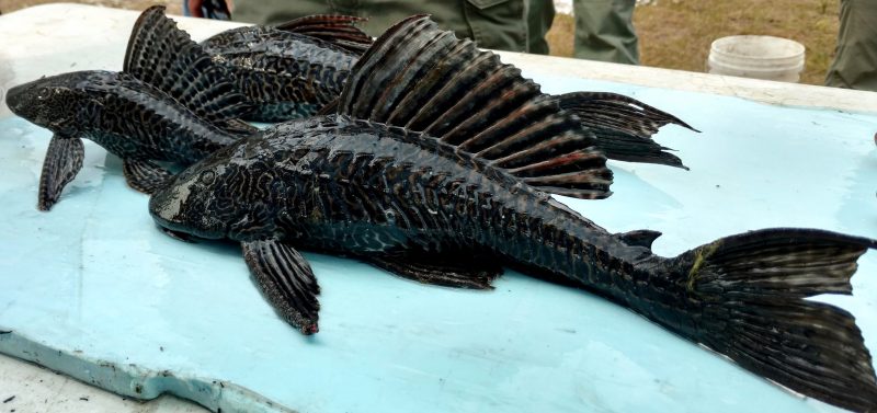 20 Spesies Ikan Berduri & Bersengat (Bahagian 1/2) - Umpan