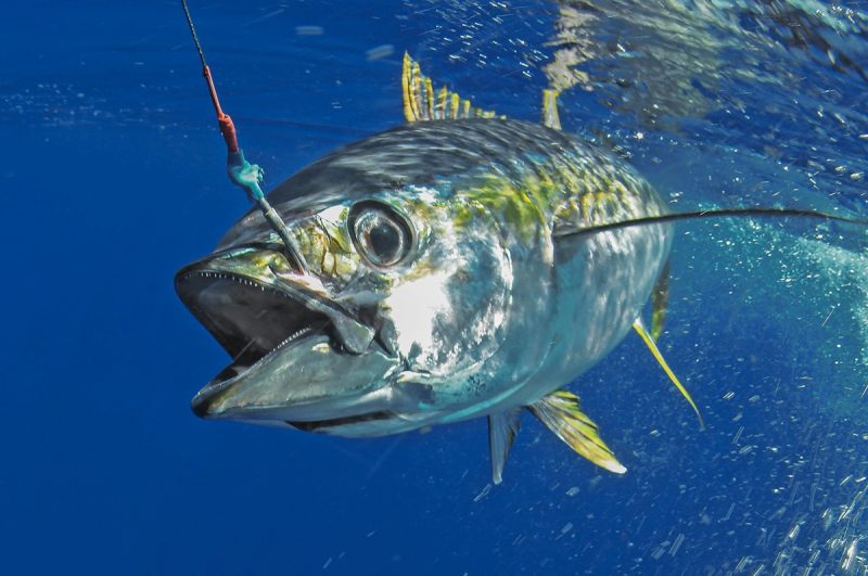 Jenis-Jenis Tuna Dalam Genus Thunnus - Umpan