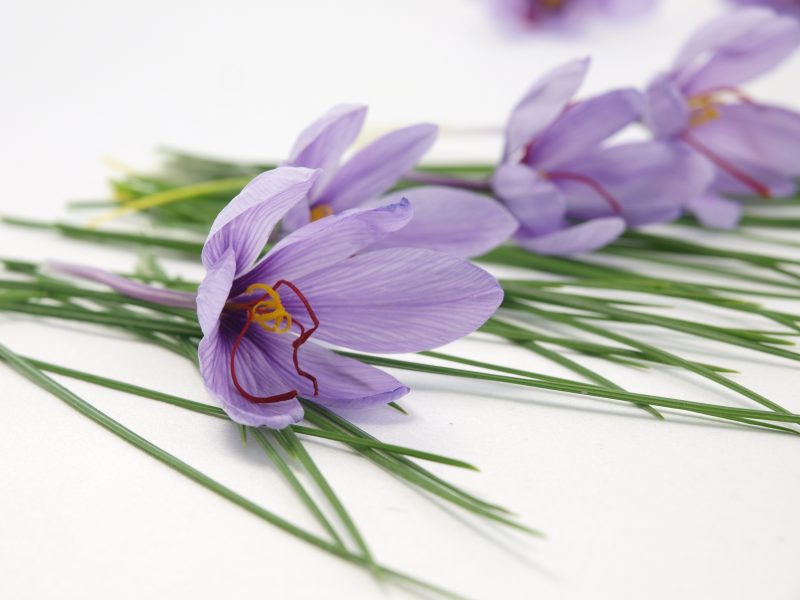 Inilah Dia Bunga Zafaran Rempah Ratus Terkenal Paling Mahal Penyedap ...