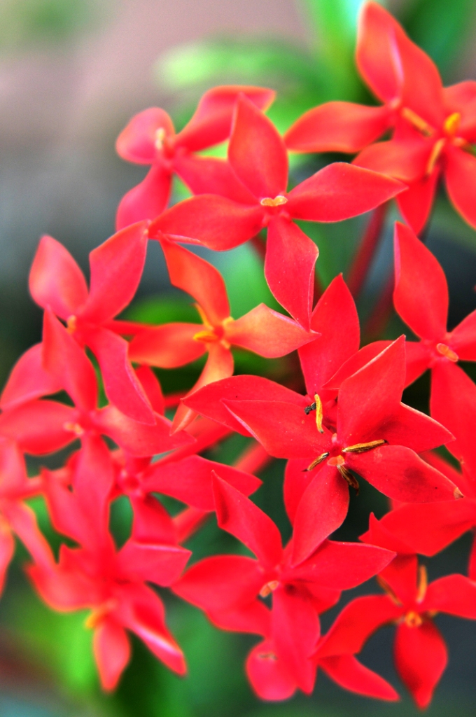 8 Pokok Renek Sesuai Dijadikan Pagaran - IMPIANA