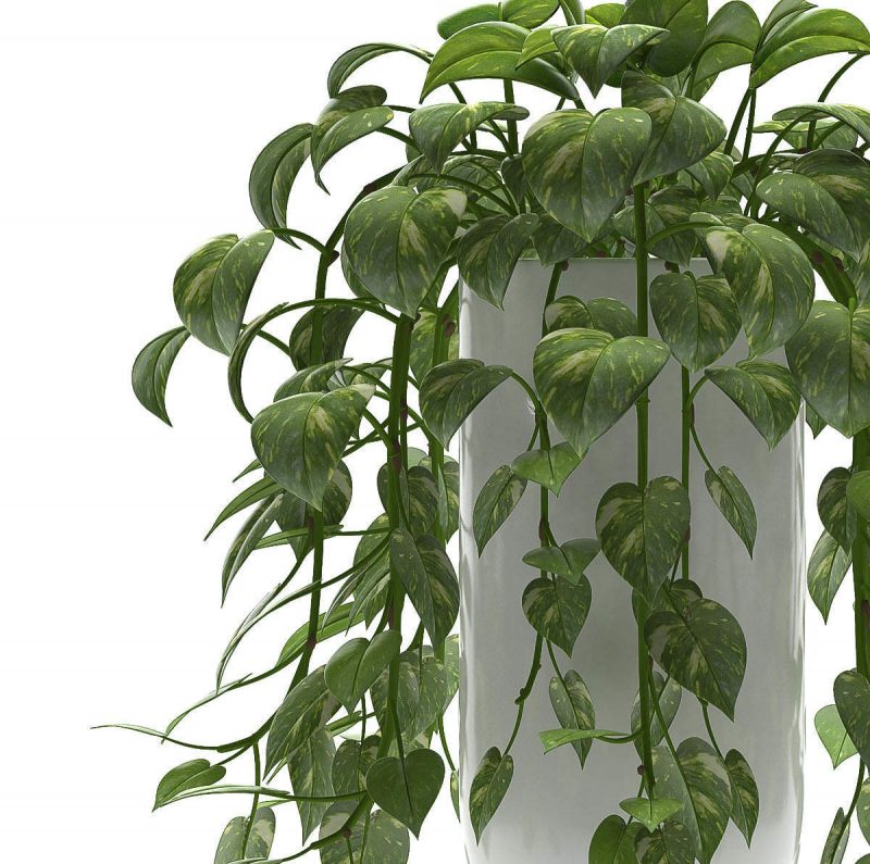 10 Tanaman TOP Ketika Tahun Baru Cina dan Maksudnya - IMPIANA