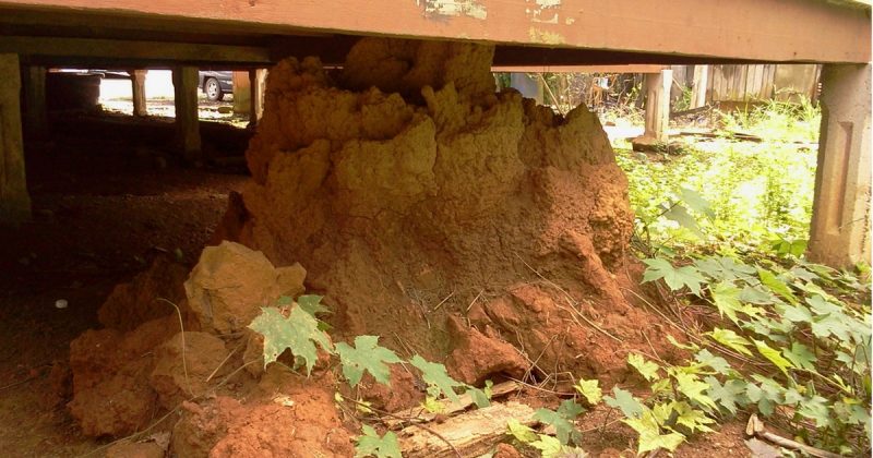 Tanah Busut Anai-anai Mampu Menyuburkan Tanah? - IMPIANA